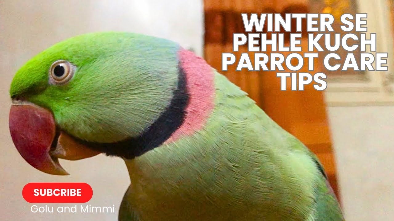 Winter se pehle kuch Parrot Care Tips #birdcare #birds #tamedbirds # ...
