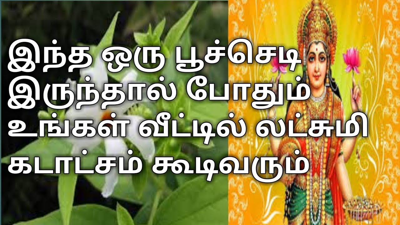 இந்த ஒரு பூச்செடி இருந்தால் போதும் உங்கள் வீட்டில் லட்சுமி கடாட்சம் ...