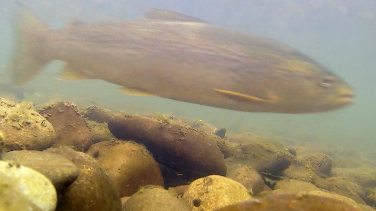 Wild Brown Trout Feeding on Minnows - YouTube