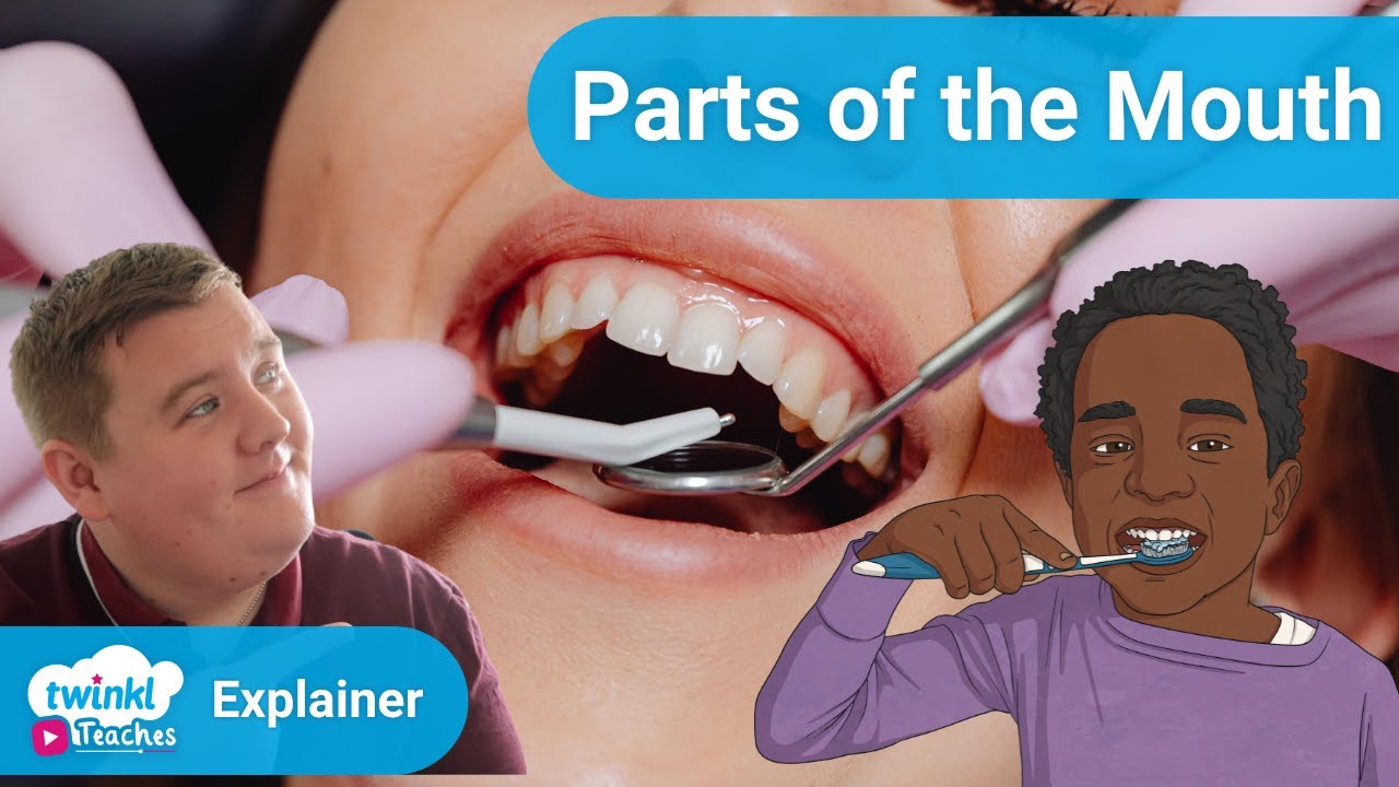 Learning About Parts of the Mouth for Kids - YouTube