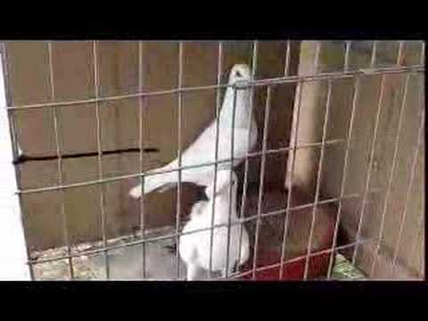 Sion Pigeon - YouTube