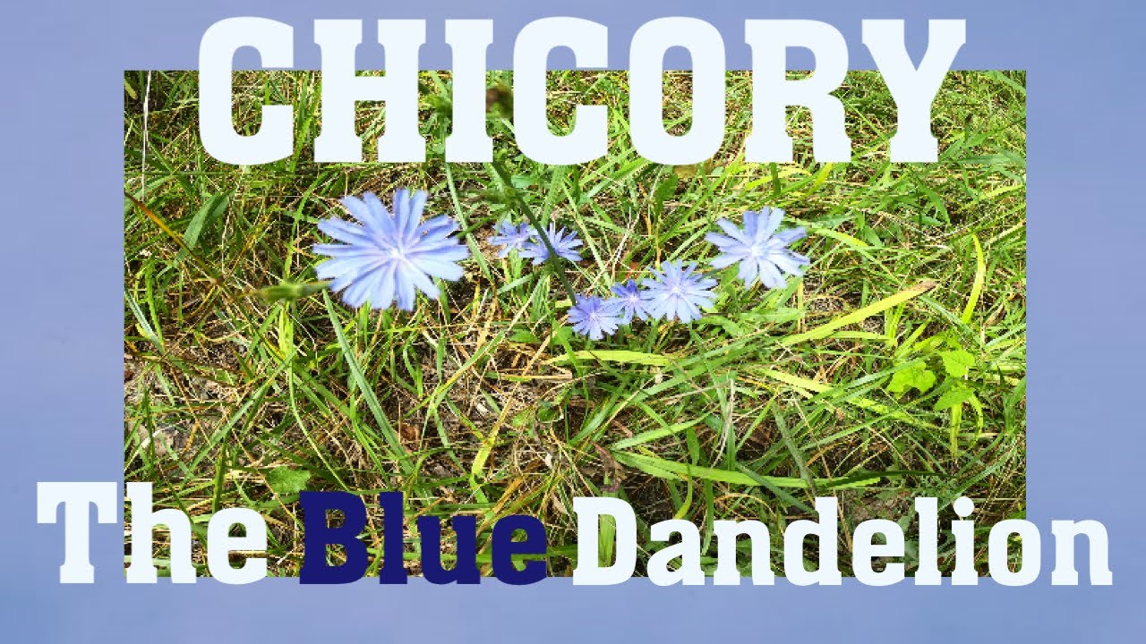 Chicory -The Blue Dandelion - YouTube