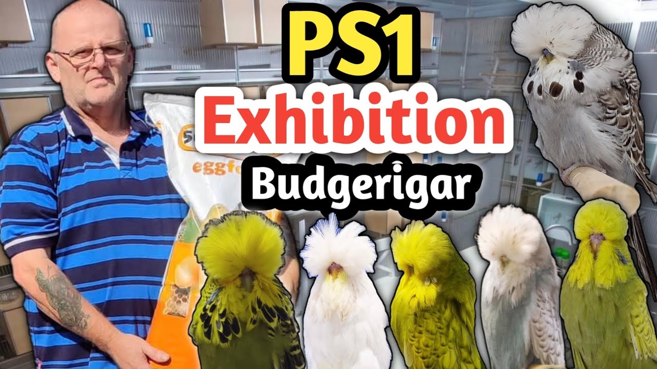 Paul Stannard (PS1) Exhibition Budgies from United kingdom 🇬🇧 || PS1 ...