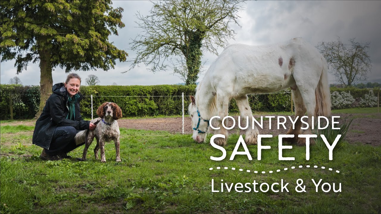 Staying safe around horses and other livestock in the countryside - YouTube