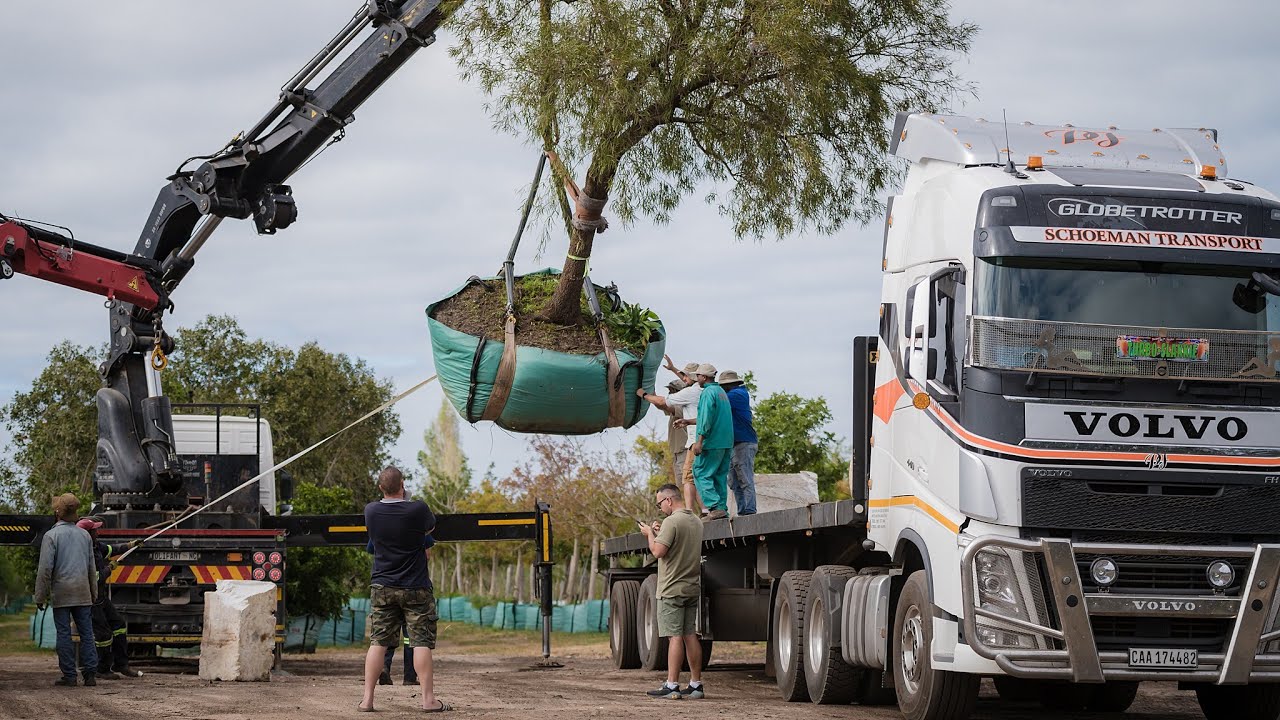 Mature Tree Loading & Transportation - YouTube