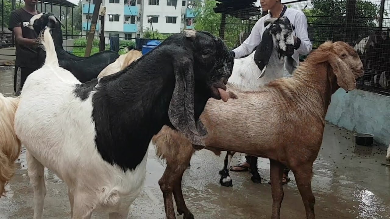 Big Goats Of Al Saif Goat Farm. - YouTube