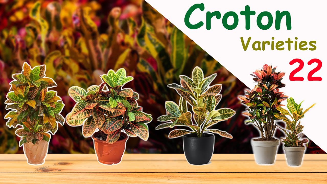22 RARE CROTON SPECIES - YouTube