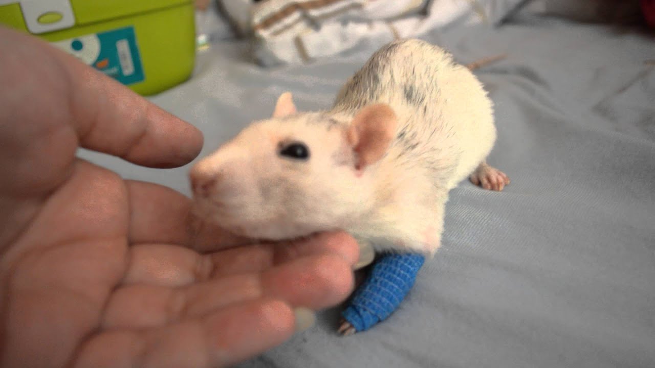 Pet rat Míša with bandaged paw - YouTube
