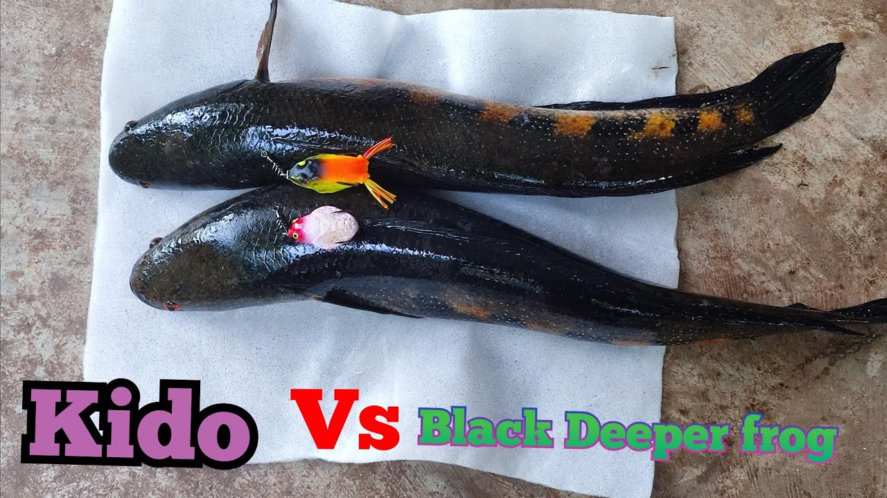 Godavari River Fishing || Kido or Black Deeper Frog || Snakehead ...