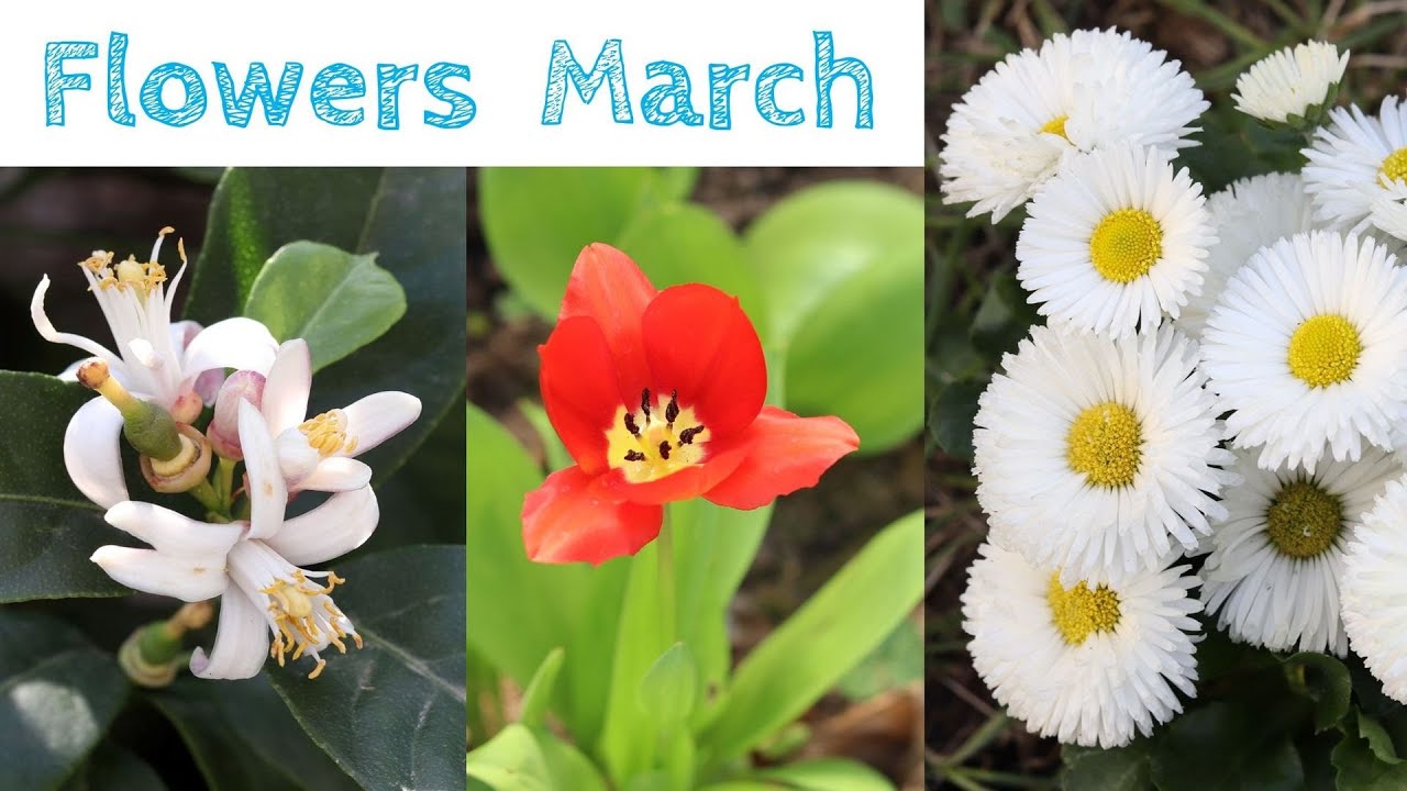 The first spring flowers in 2020 (end of march 2020) in 4K - YouTube