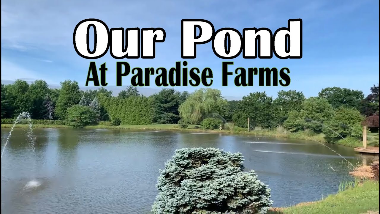A tour of our Pond at Paradise Farms - YouTube
