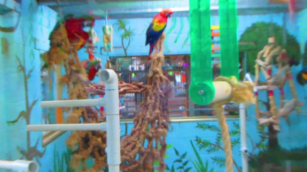 Small Parrot Room - YouTube