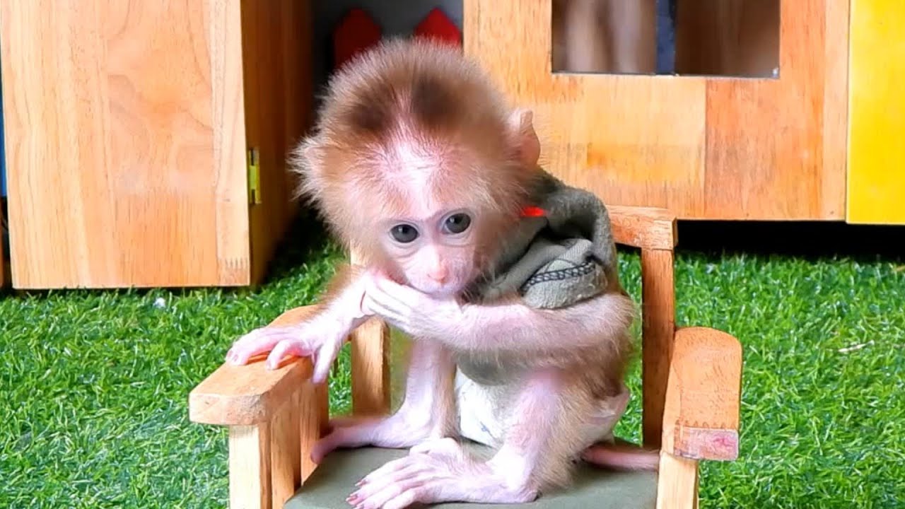 Cute Baby Monkey Jully Sit waiting Milk - YouTube