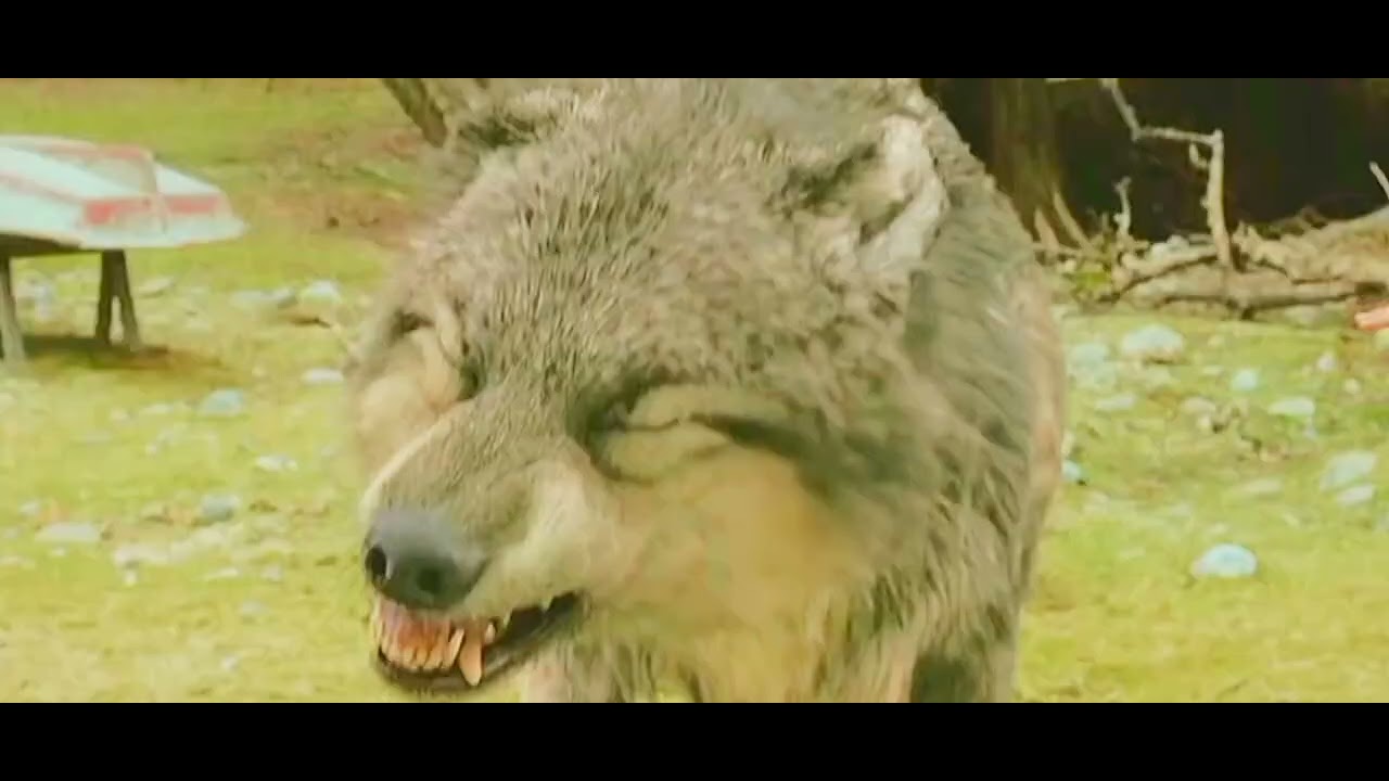 ||Twilight wolves edit|| - Animals - YouTube