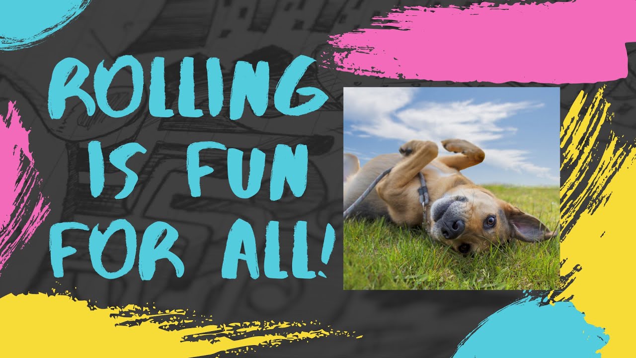 Rolling Is Fun For All Animals Rolling Stones Cat Vs Dog Funny rolling-is-fun-for-all-animals-rolling-stones-cat-vs-dog-funny