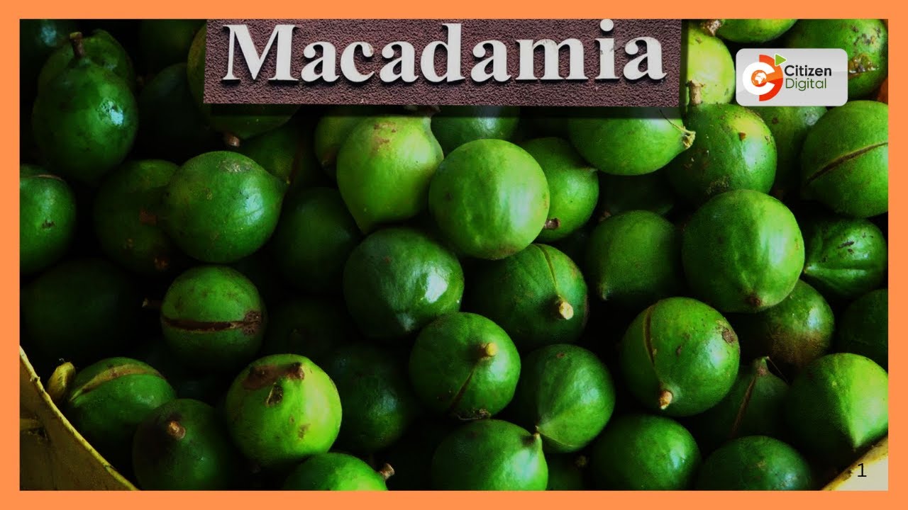 Kenya's Gold Feature | Macadamia farming in Kenya | - YouTube