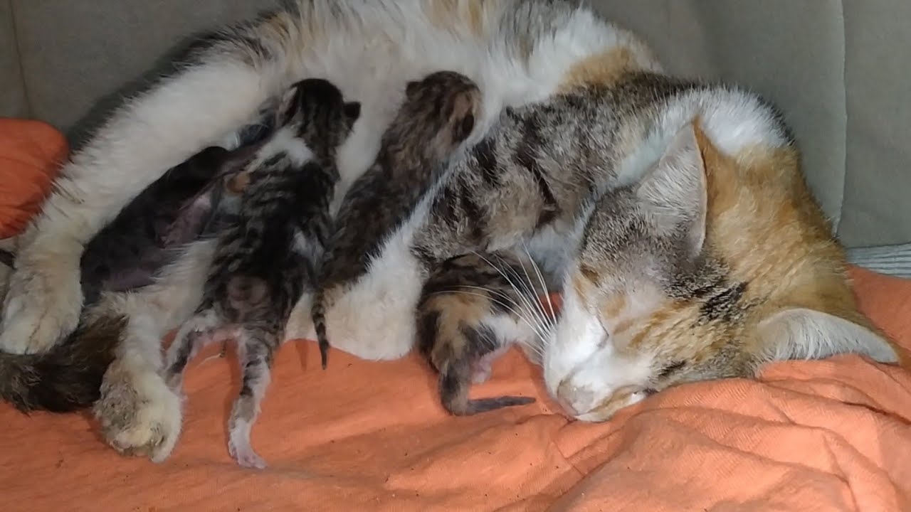 One Day Old Newborn Kittens Are Starving And Fighting For Milk - YouTube