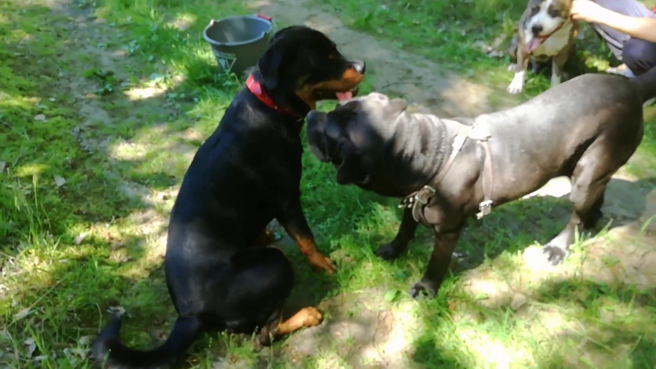 Neapolitan Mastiff Mixed With Rottweiler