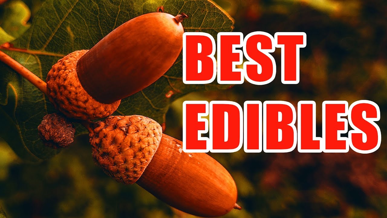 BEST WILD EDIBLES IN FLORIDA | Florida Edible Wild Plants - YouTube