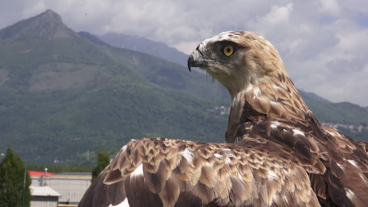 Libertà per il biancone - YouTube