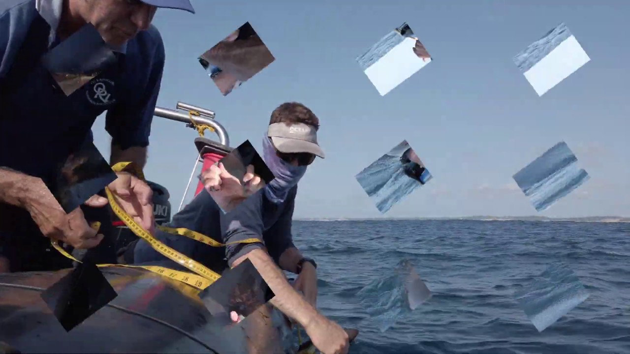 10 Handling and Tagging a SHARK (Boat) - ORI’s Cooperative Fish Tagging ...