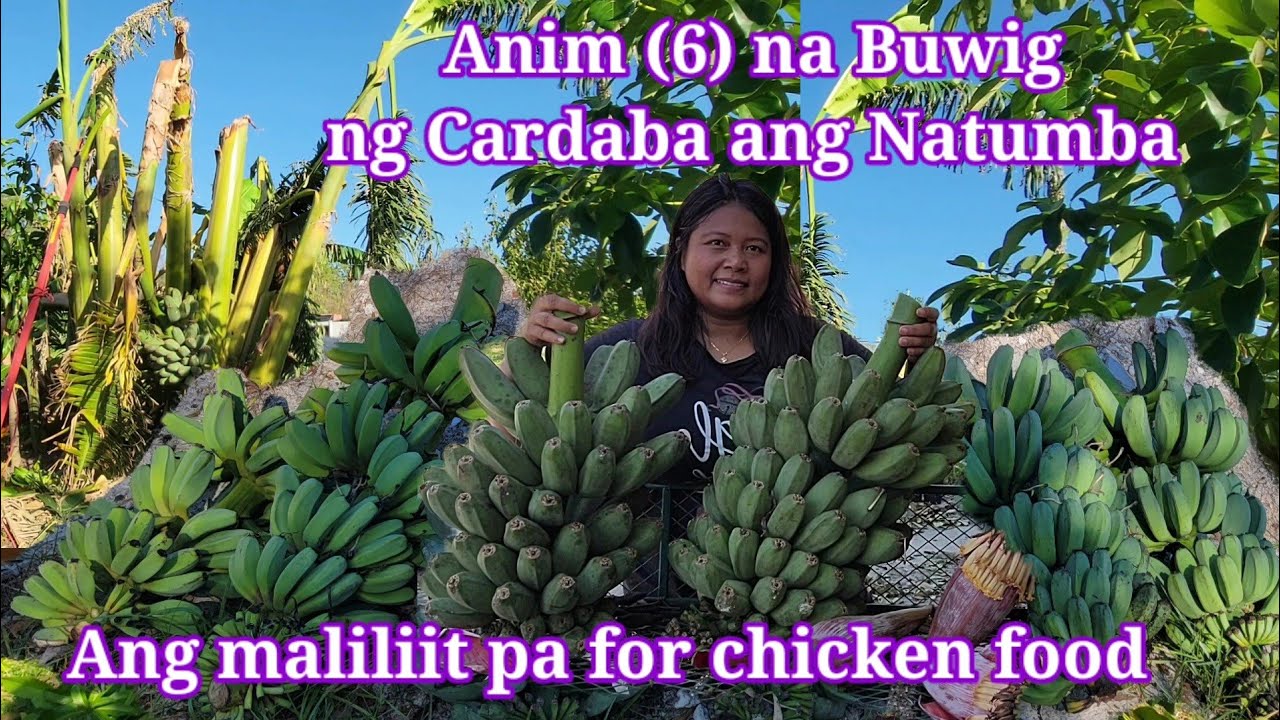 Harvest today: Cardaba Banana harvest after Hurricane Ian | Banana ...