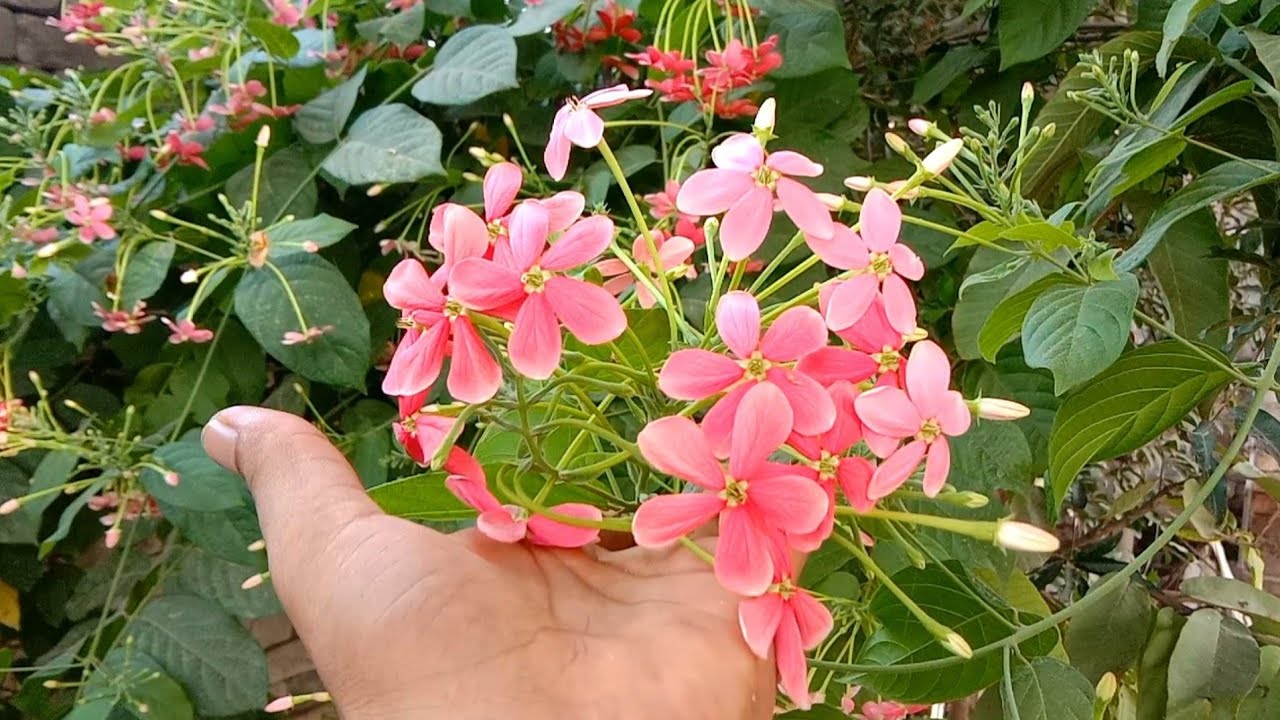 Big Permanent Vine | jhumka bail | Rangoon creeper | flower plant - YouTube