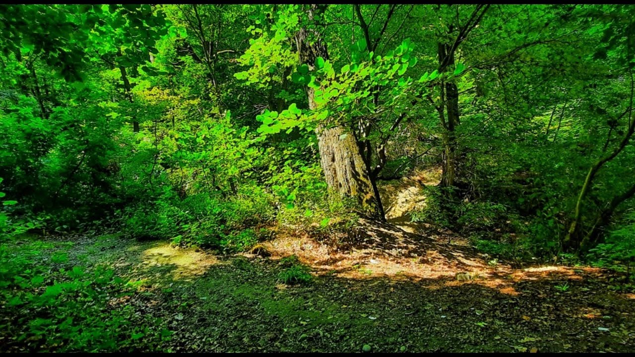 The Nameless Spring Emerald Green Forest/The Green Gold Forest - YouTube