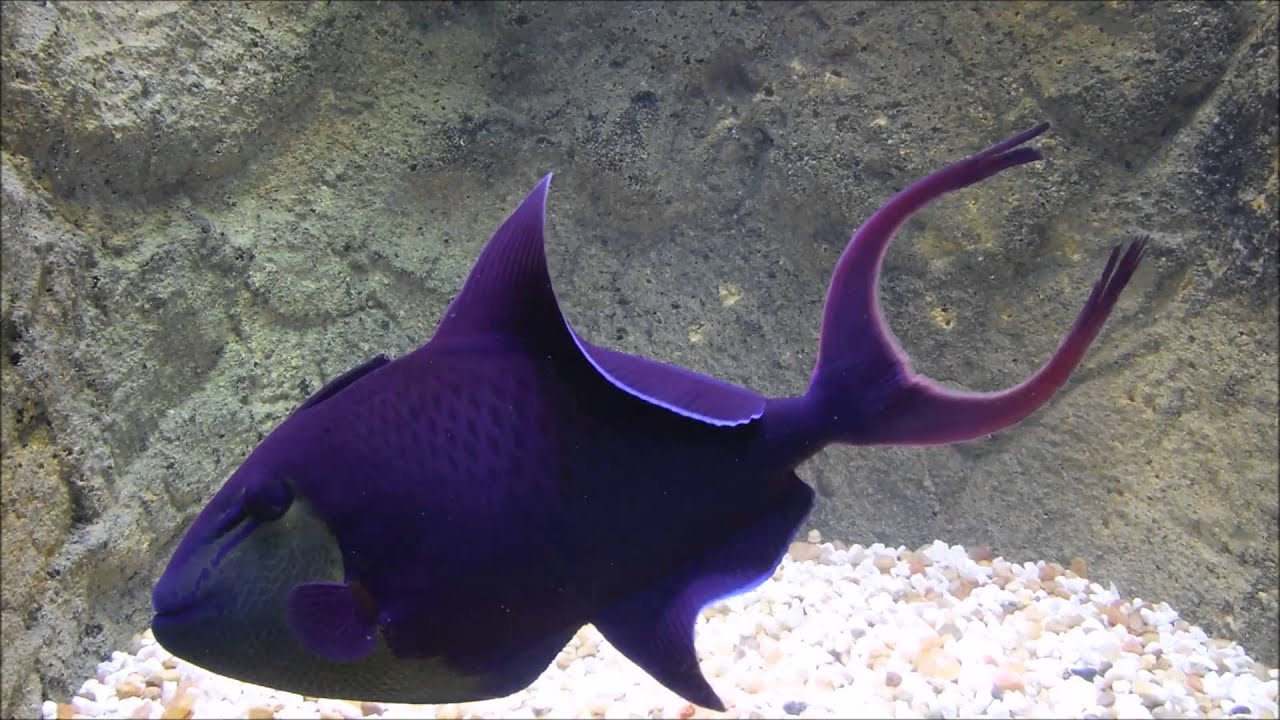Niger Triggerfish - YouTube