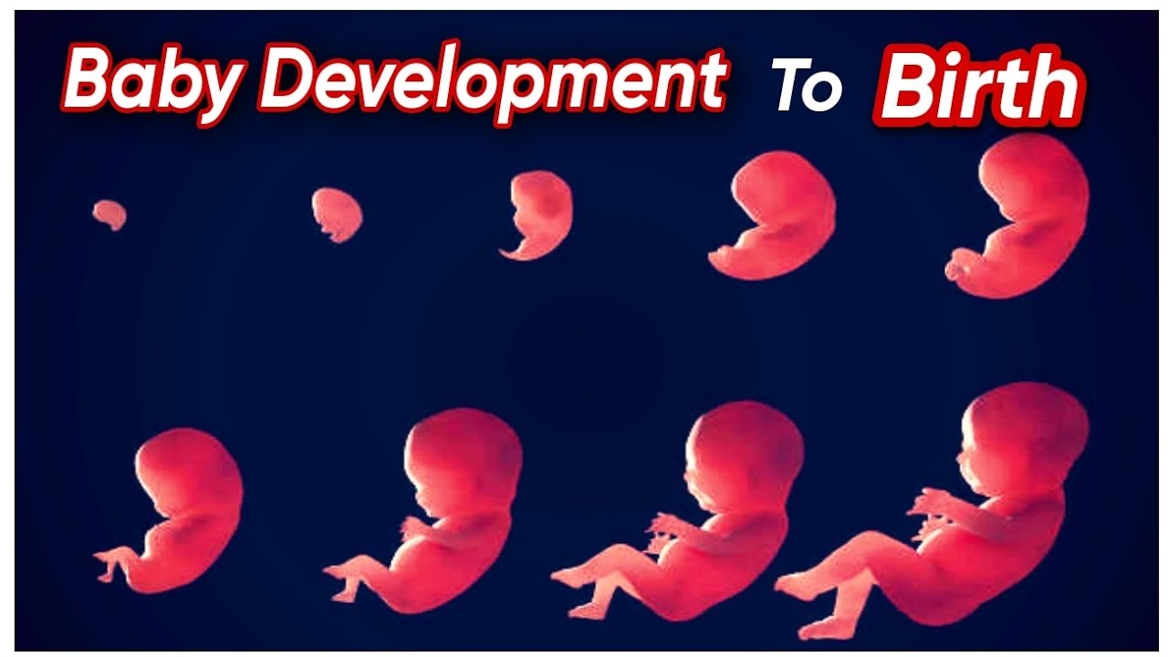 Baby development to Birth / Fertilization to Birth / Week and months ...