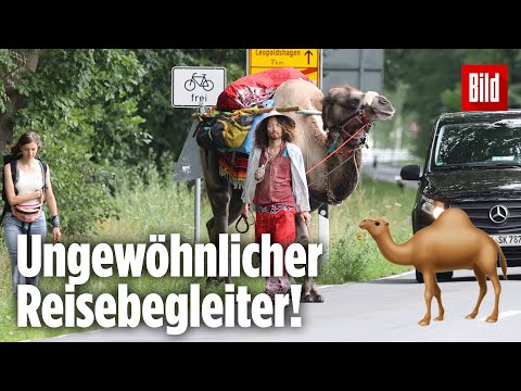 Mit dem Kamel durch Europa – Diese Karawane löste sogar einen Polizeieinsatz aus