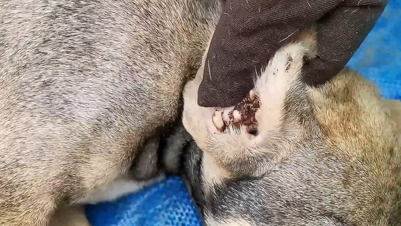 Giant Ticks In Dog's Ear Are Removing By Using Tweezers - How To Clean ...