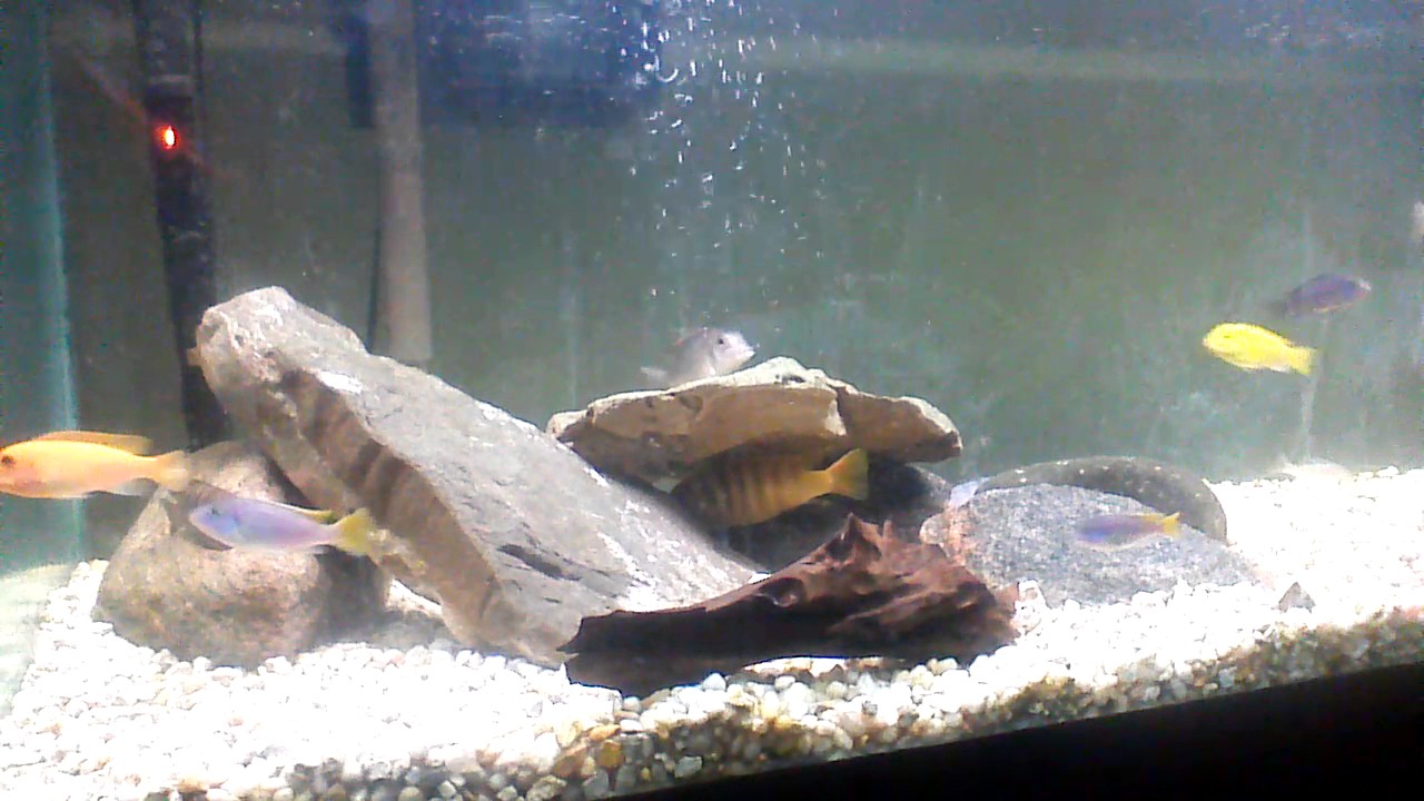 Lethrinops kande island albus RARE BEHAVIOUR ( female chases away males ...