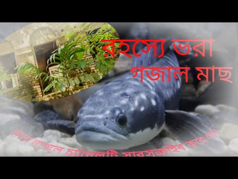 রহস্যে ভরা গজার মাছ | the mysterious gajar fish | Barishal | - YouTube