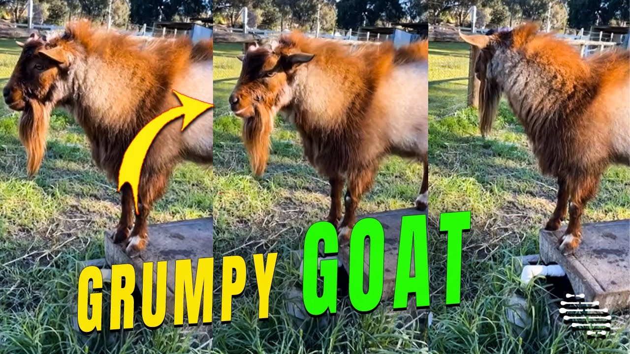 Goat Getting Grumpy That Owner Disturbed Him - YouTube