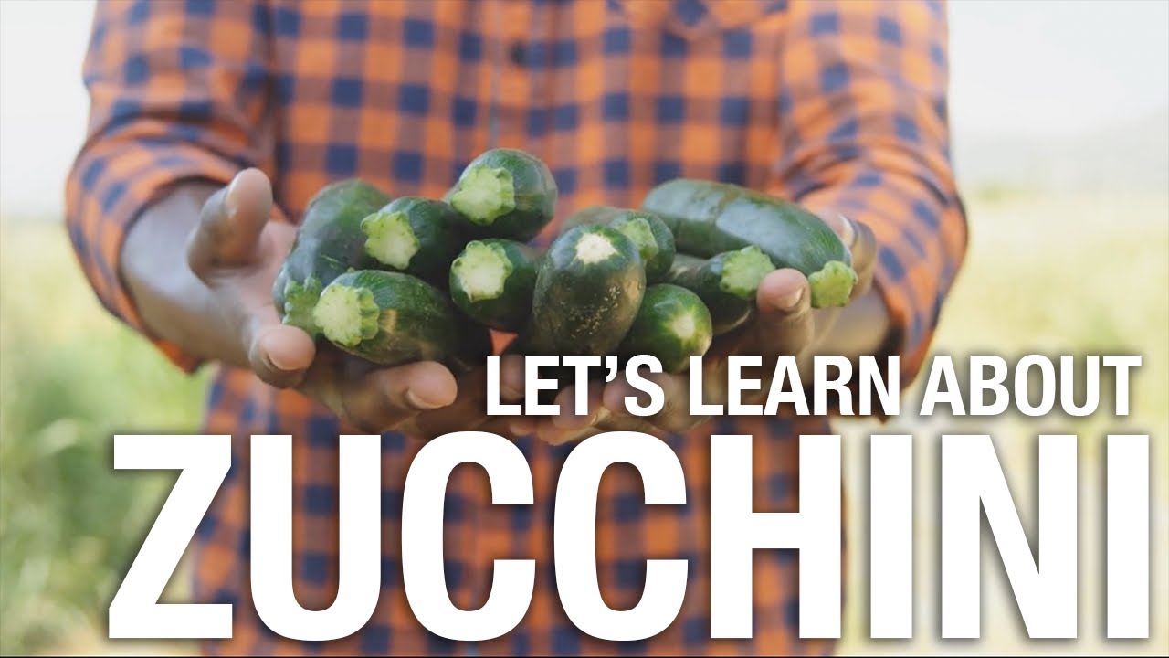 Let's Learn About: Zucchini - YouTube