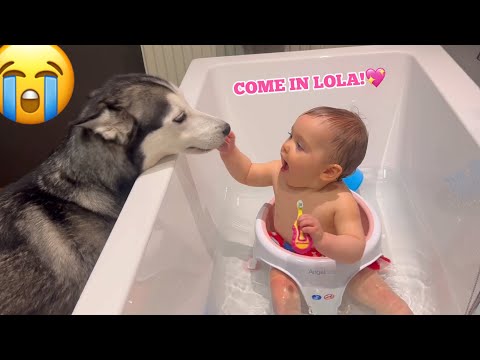 Husky Jumps Into Angry Babies Bath!😂. [FUNNIEST VIDEO EVER!!]