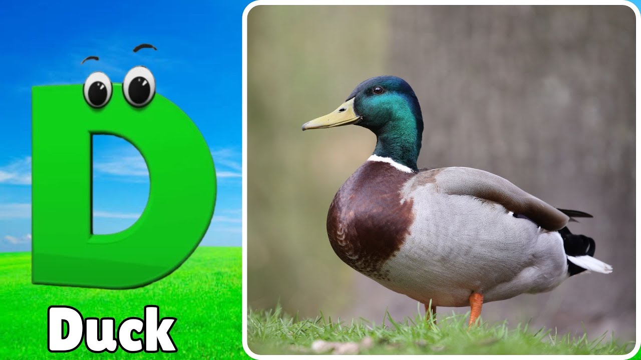 ABC Song | Birds ABC Song | Phonics for Kids| Learn ABC, Baby ...