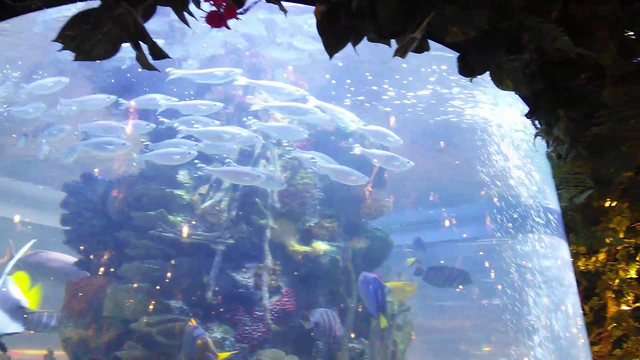 Fish swimming in endless loop. - YouTube