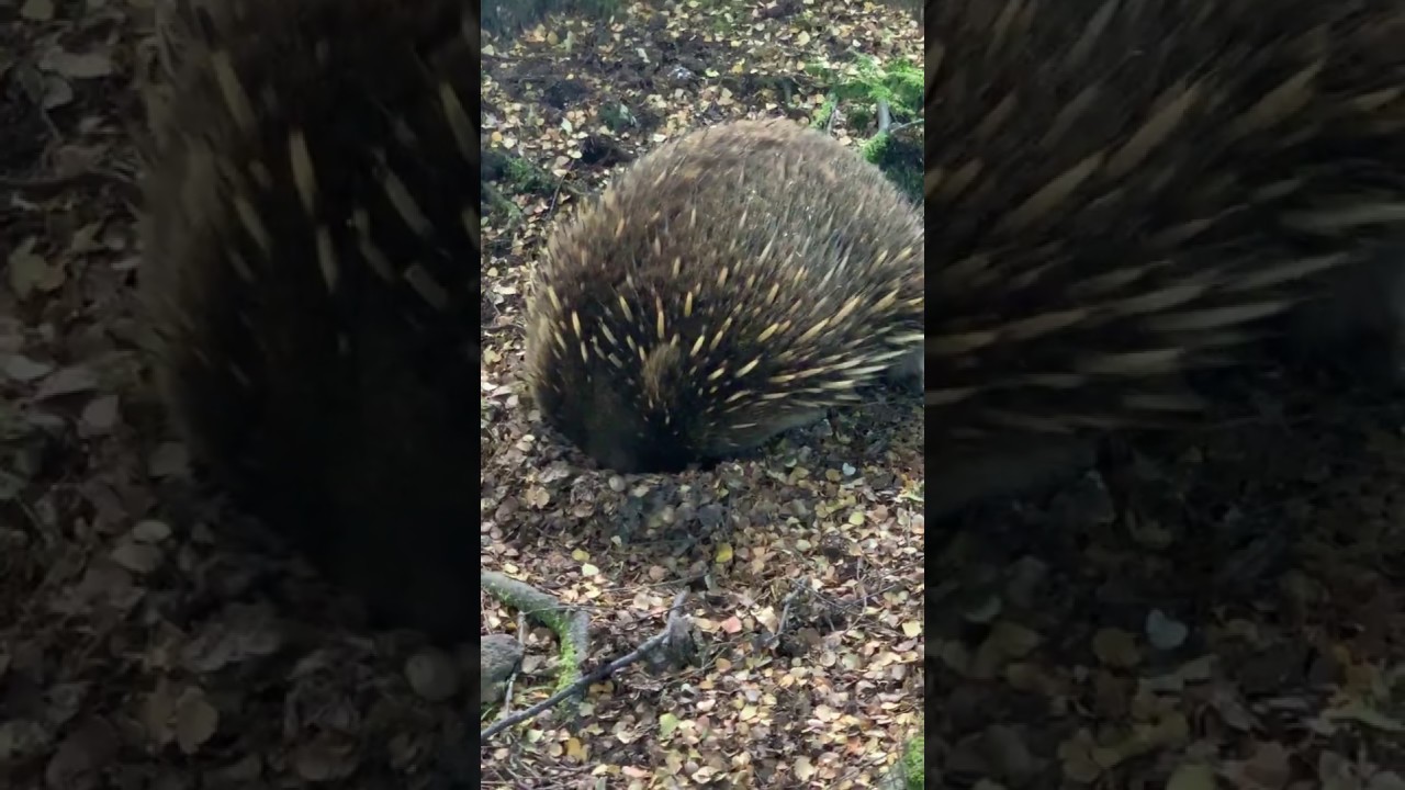 Shelley Dark echidna digging for food - YouTube