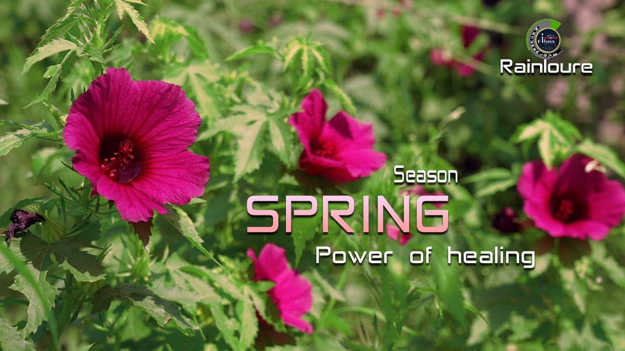 Happy spring | Experience fragrance of joy | Healing Power of Flowers # ...