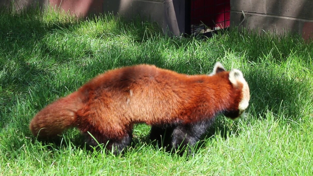 Red Panda Lawn Trimming - YouTube