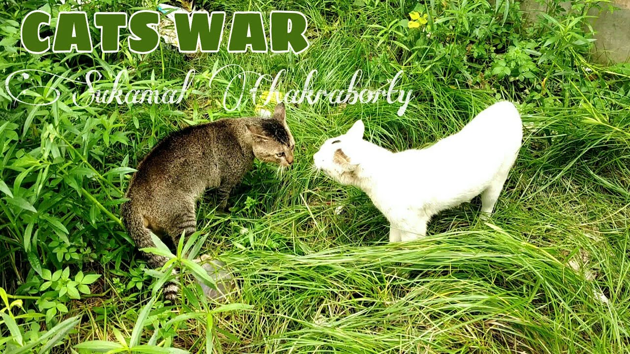 CATS WAR / CATS FIGHTING / বিড়ালের ঝগড়া দেখুন - YouTube