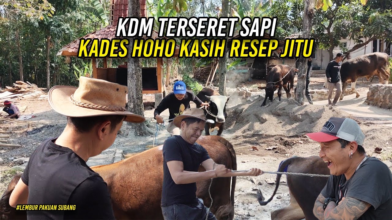 KDM TERSERET SAPI KADES HOHO | KADES HOHO KASIH RESEP JITU AGAR SAPI ...