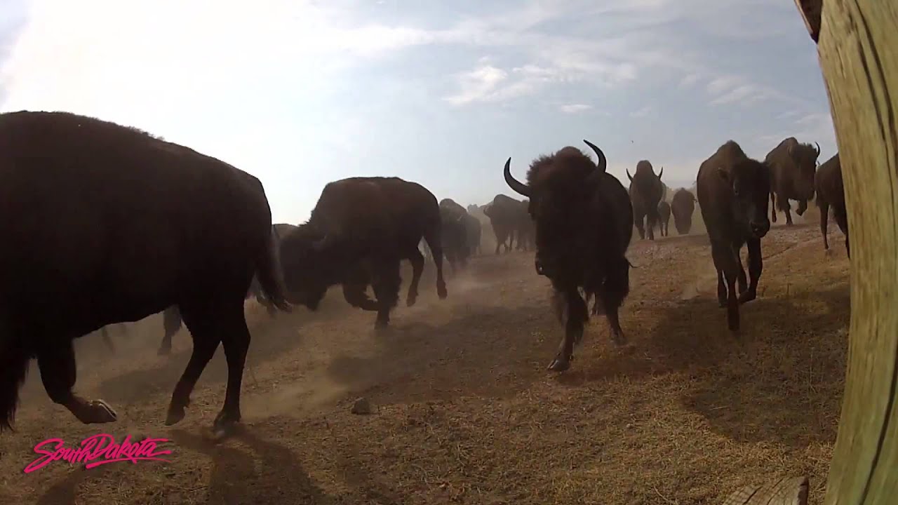 The Buffalo Roundup in Custer State Park - A MUST SEE!! - YouTube