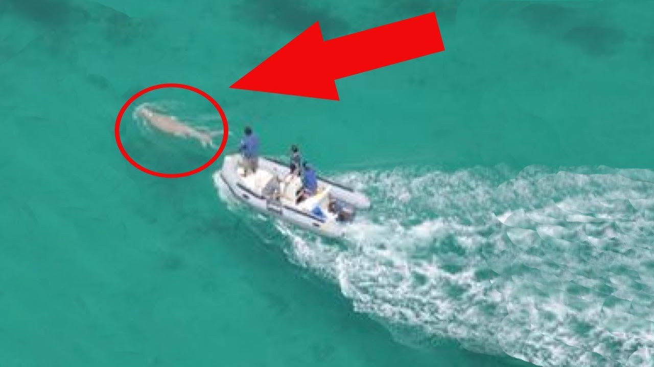 Mermaid Caught On Camera & Spotted In Real Life - YouTube