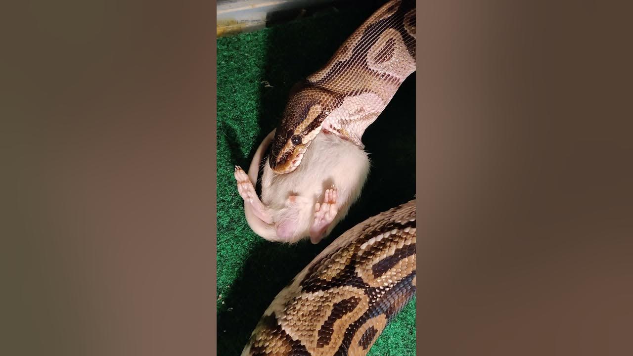 Ball python eating a rat - YouTube