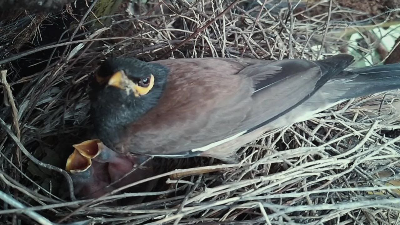 Common Myna Beautifully feeding her little baby in the nest! (EP07 ...