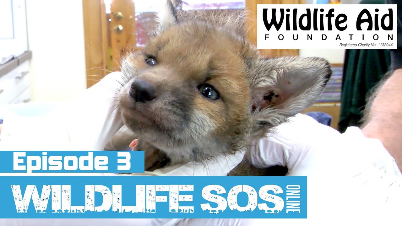 Wildlife SOS Online - Episode 3 - YouTube