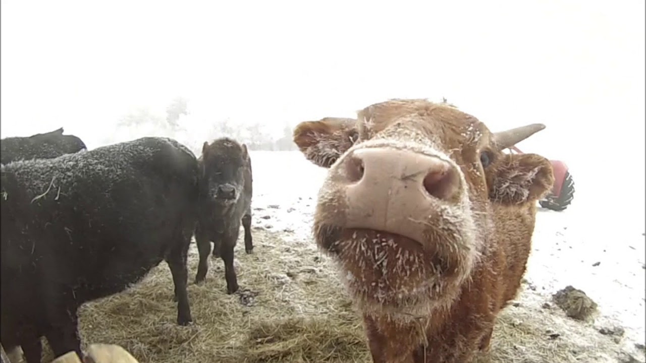Feeding Cattle In The Fog - YouTube